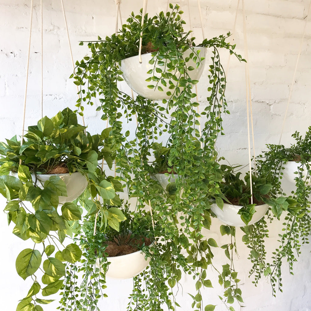 Types of Hanging Plants (Options) & Ways to Hang Them: Guide