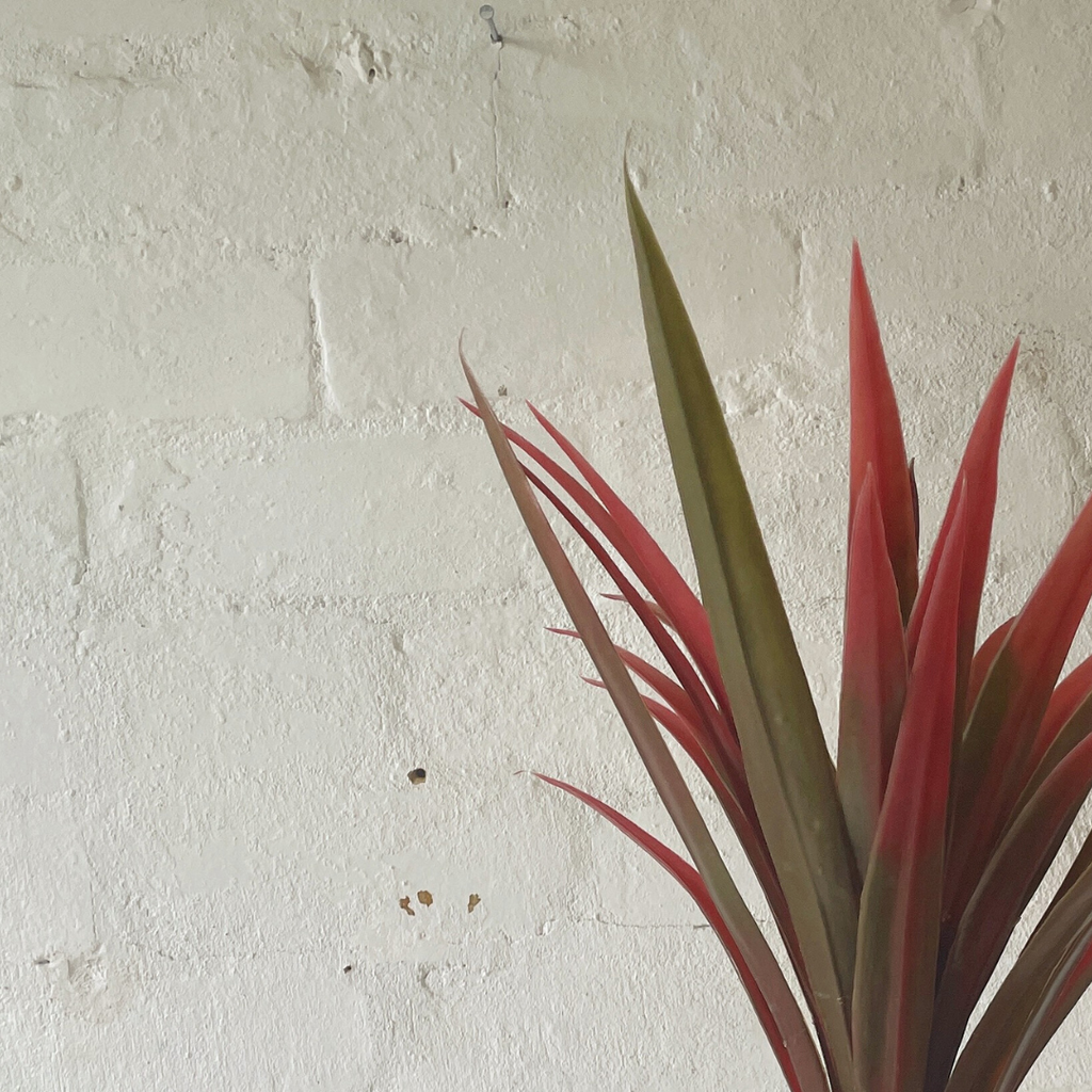 Artificial Red Yucca Stem