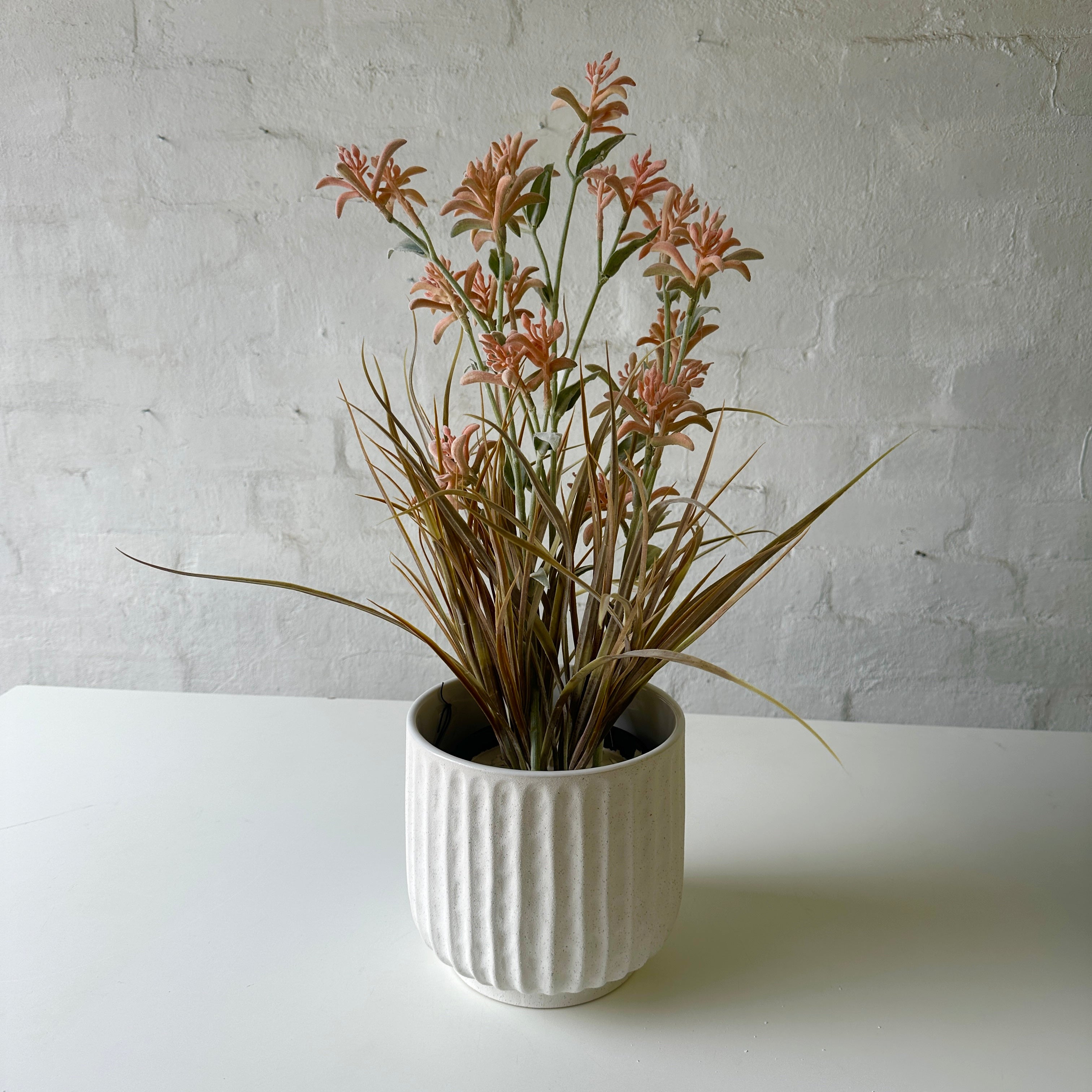 Australian Native Plants | Native Australian Indoor Plants