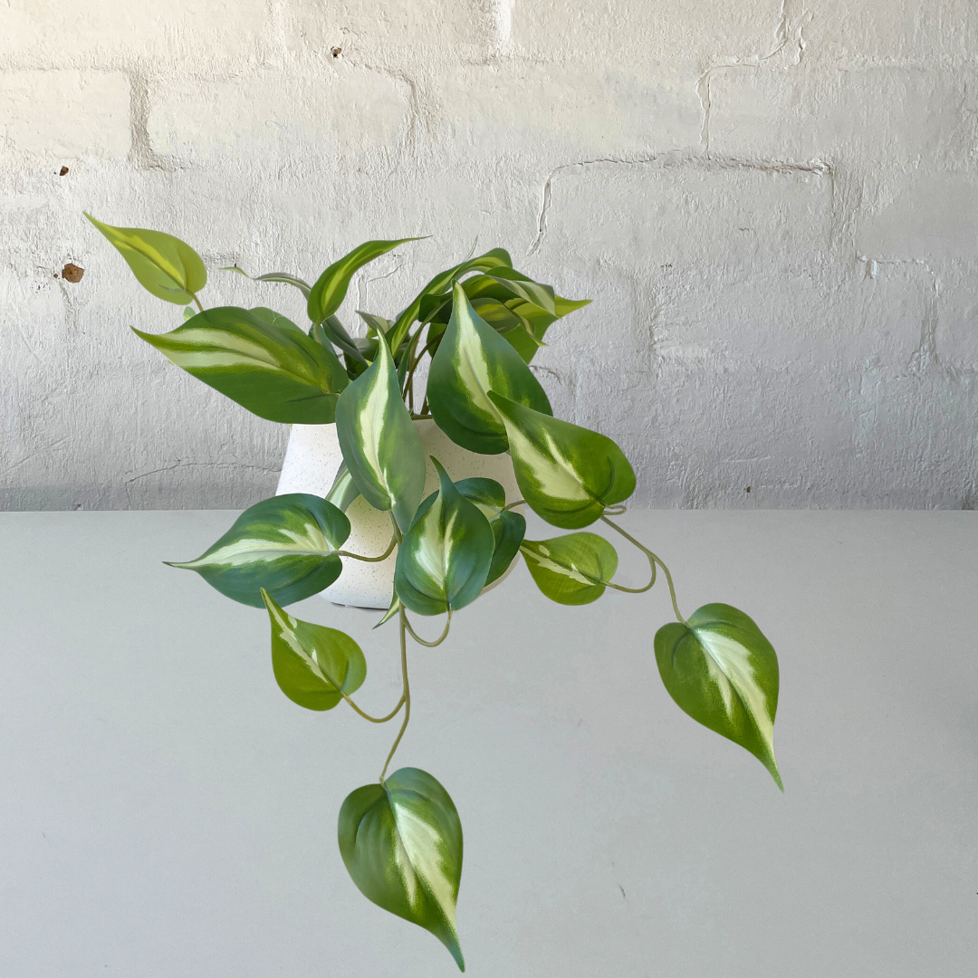 Artificial Pothos Queen | Small – The Plants Project