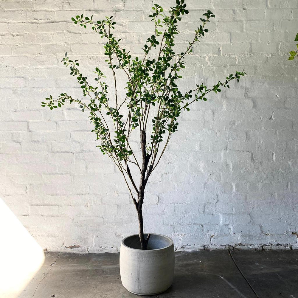 Australian Native Plants | Native Australian Indoor Plants
