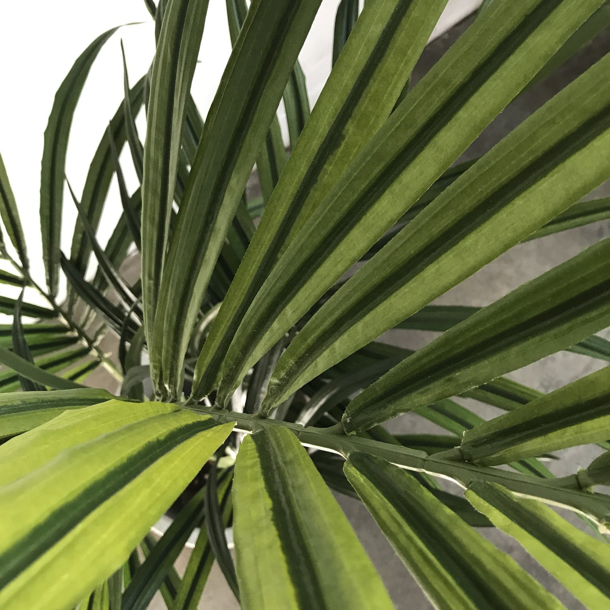 Royal Pacific Fan Palm Blades Ruffled Fan Palm Royalty Free Images,