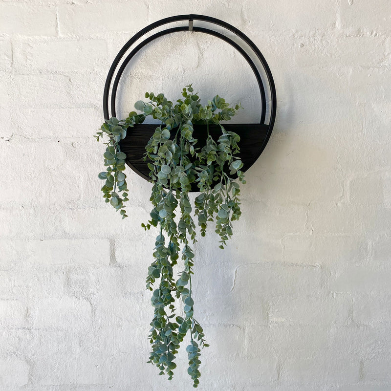 Australian Native Plants | Native Australian Indoor Plants
