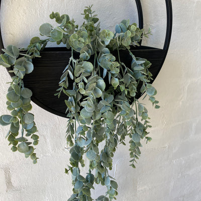 Australian Native Plants | Native Australian Indoor Plants